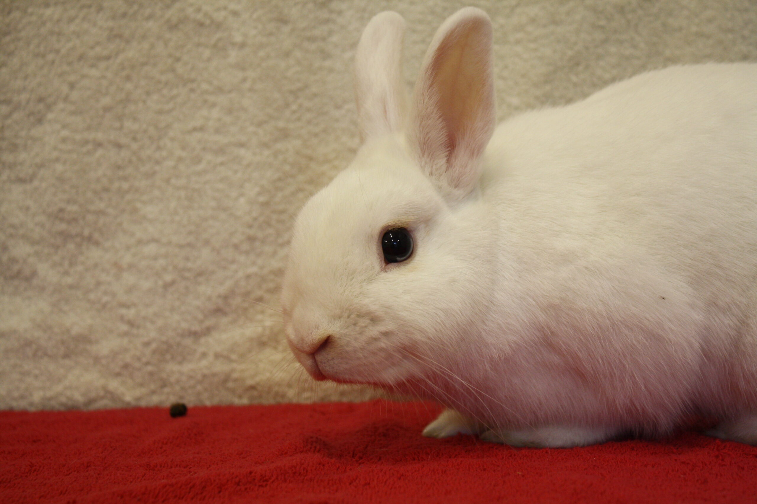 Ik zoek een baasje – DAN Nijmegen